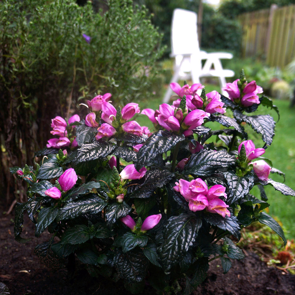Chelone Lyonii Tiny Tortuga Turtlehead | SiteOne