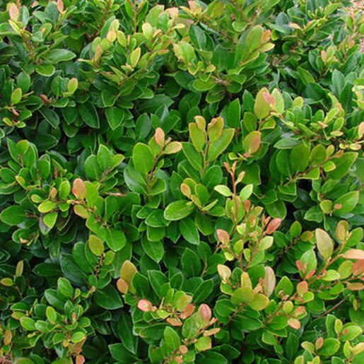 Distylium X Coppertone Distylium | SiteOne