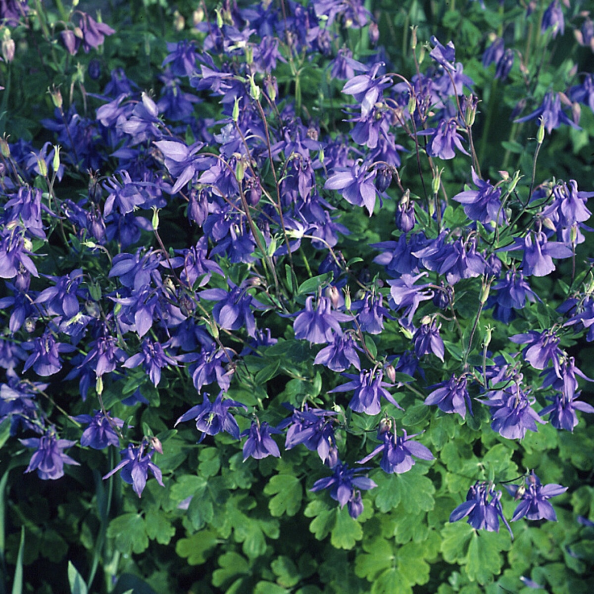 Aquilegia Alpina Alpine Columbine | SiteOne