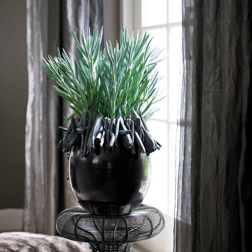 Senecio Ficoides Skyscraper Mount Everest Senecio | SiteOne