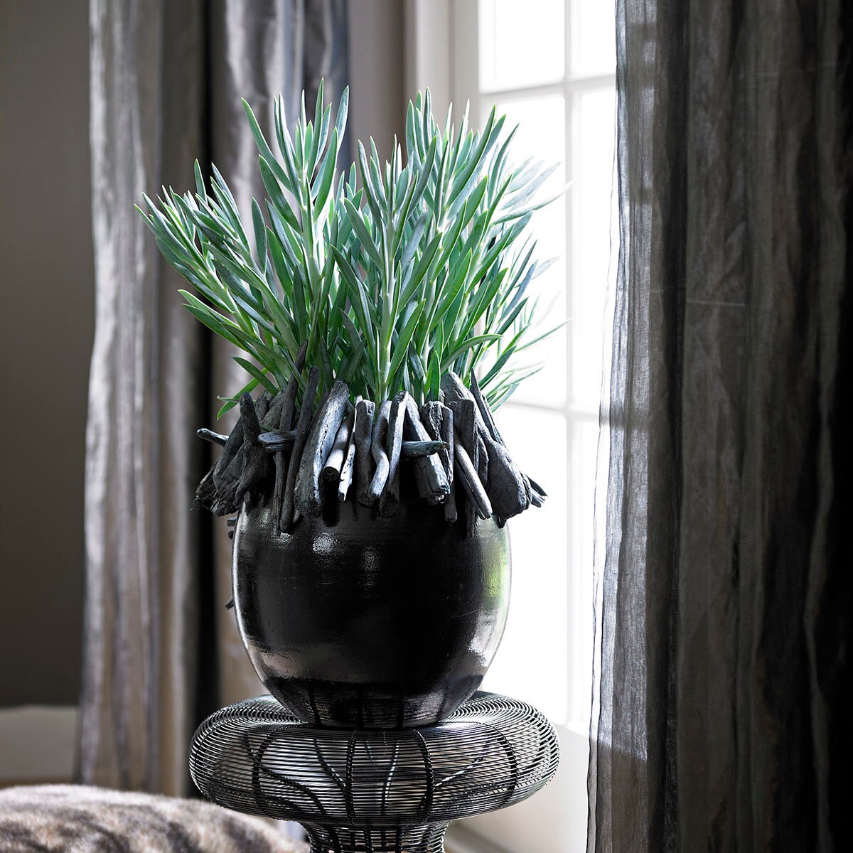 Senecio Ficoides Skyscraper Mount Everest Senecio | SiteOne