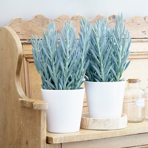 Senecio Ficoides Skyscraper Mount Everest Senecio | SiteOne