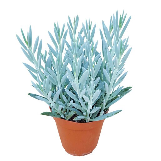 Senecio Ficoides Skyscraper Mount Everest Senecio | SiteOne