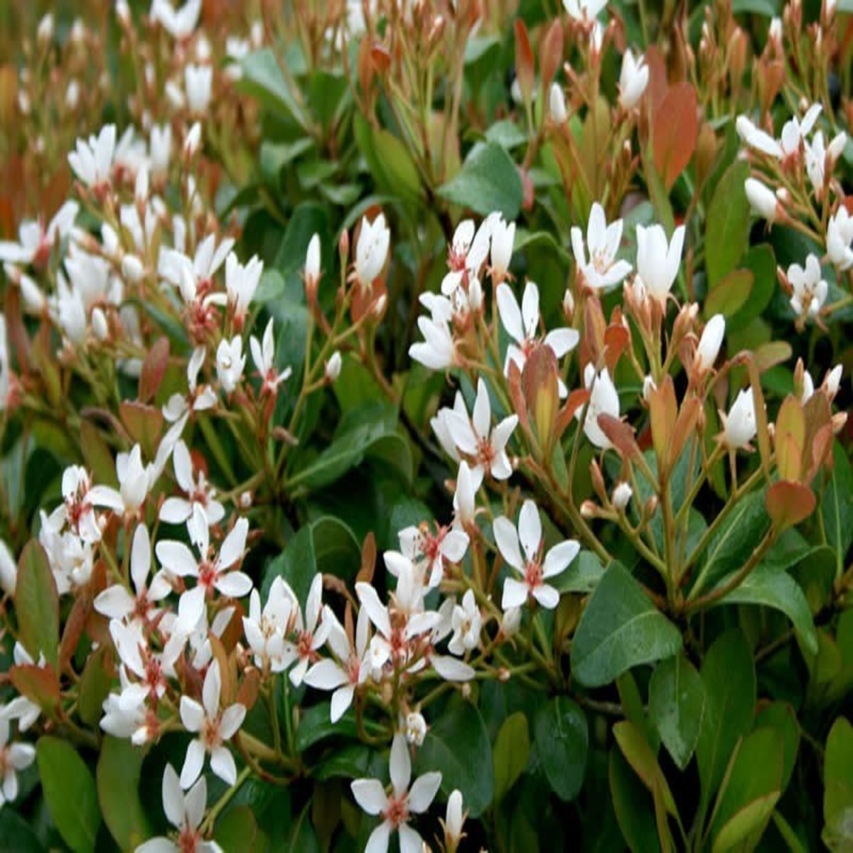 Rhaphiolepis Indica Snow White Indian Hawthorn | SiteOne