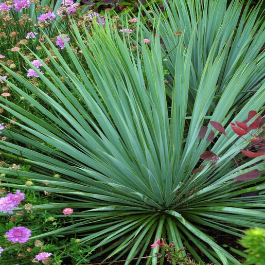 Yucca Rostrata Sapphire Skies Beaked Blue Yucca | SiteOne