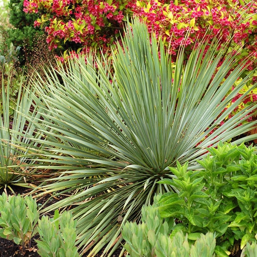 Yucca Rostrata Sapphire Skies Beaked Blue Yucca | SiteOne