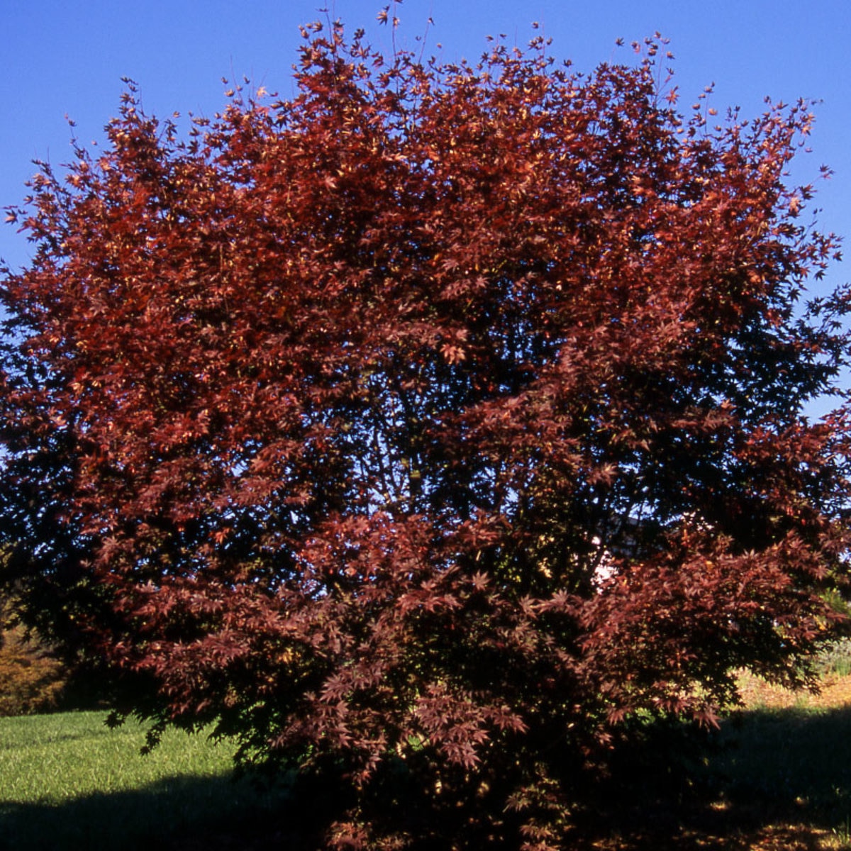 Acer Palmatum Moonfire Japanese Maple | SiteOne
