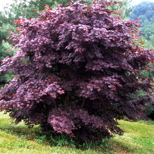 Acer Palmatum Moonfire Japanese Maple | SiteOne