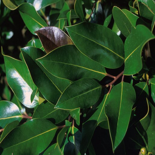 Ilex X Wilsonii Holly | SiteOne