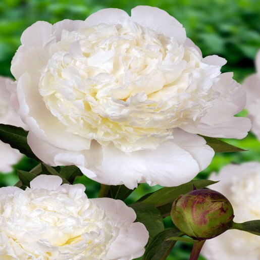 Paeonia Lactiflora Bowl of Cream Peony | SiteOne