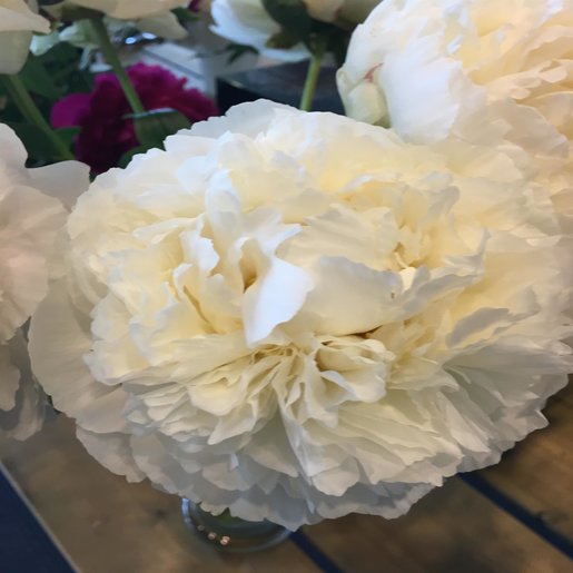 Paeonia Lactiflora Bowl of Cream Peony | SiteOne