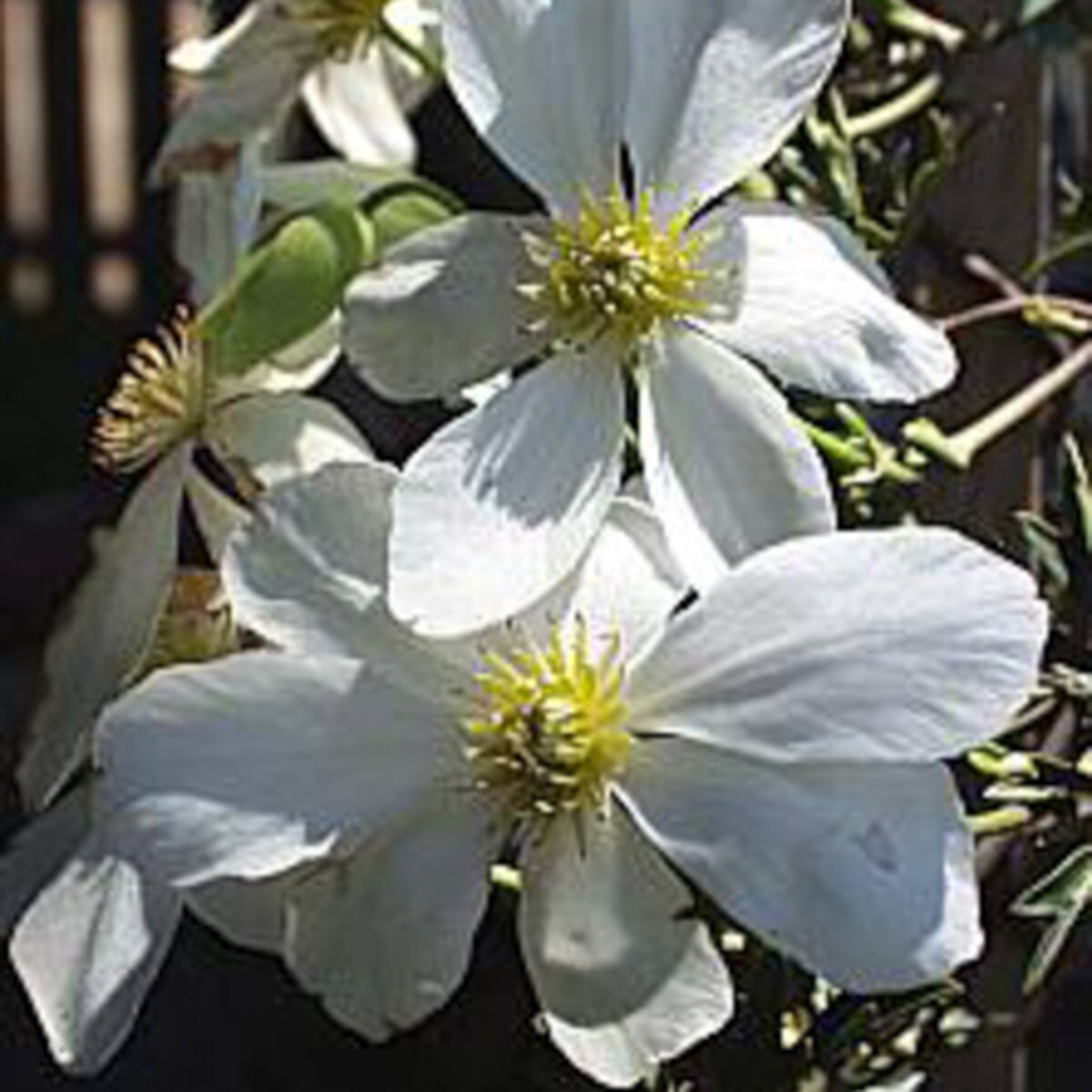 Clematis X Cartmanii Blaaval Avalanche Evergreen Clemat | SiteOne