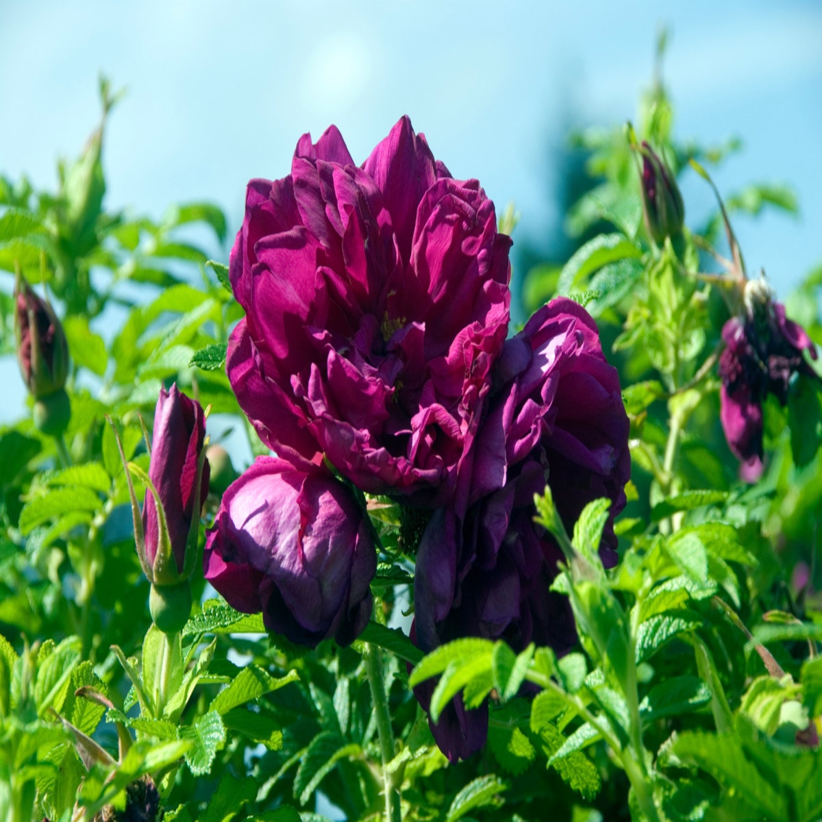 Rosa Rugosa Hansa Japanese Rose | SiteOne