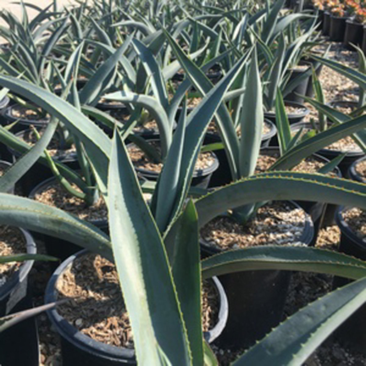 Agave Tequiliana Blue Agave | SiteOne