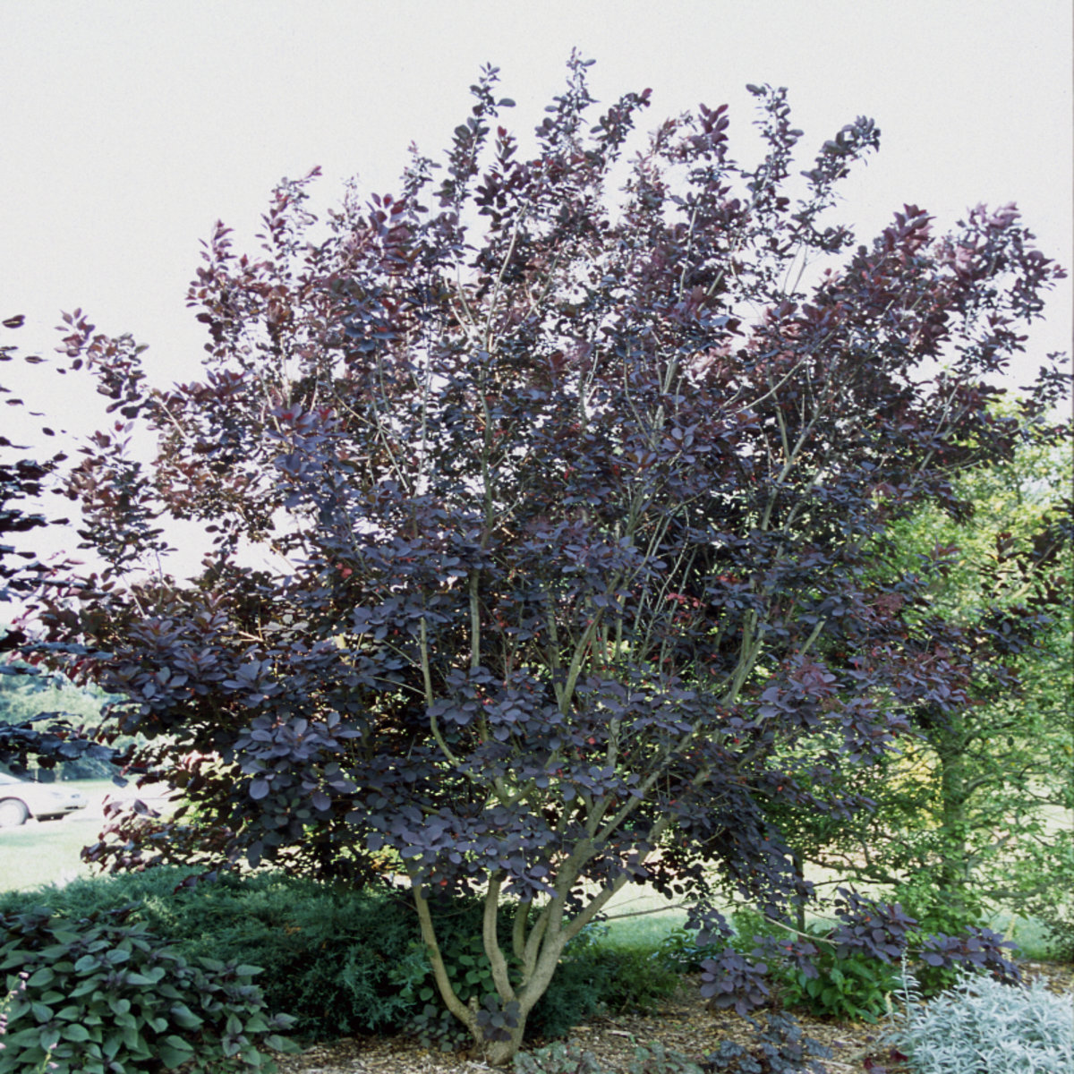 Cotinus Coggygria Velvet Cloak Smoke Tree | SiteOne