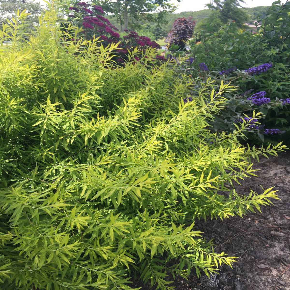 Spiraea Thunbergii Ogon Spirea | SiteOne
