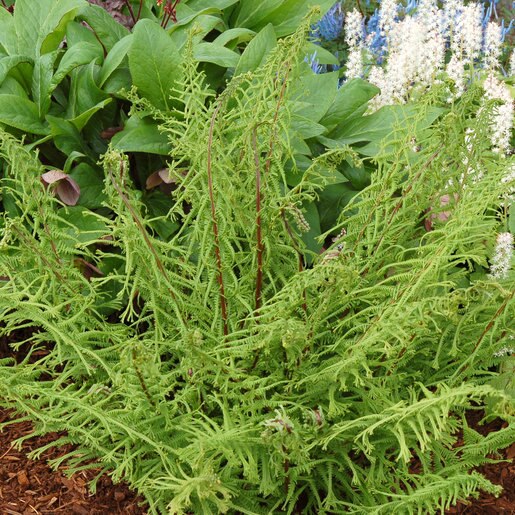 Athyrium Filix-Femina Dres Dagger Crested Lady Fern | SiteOne
