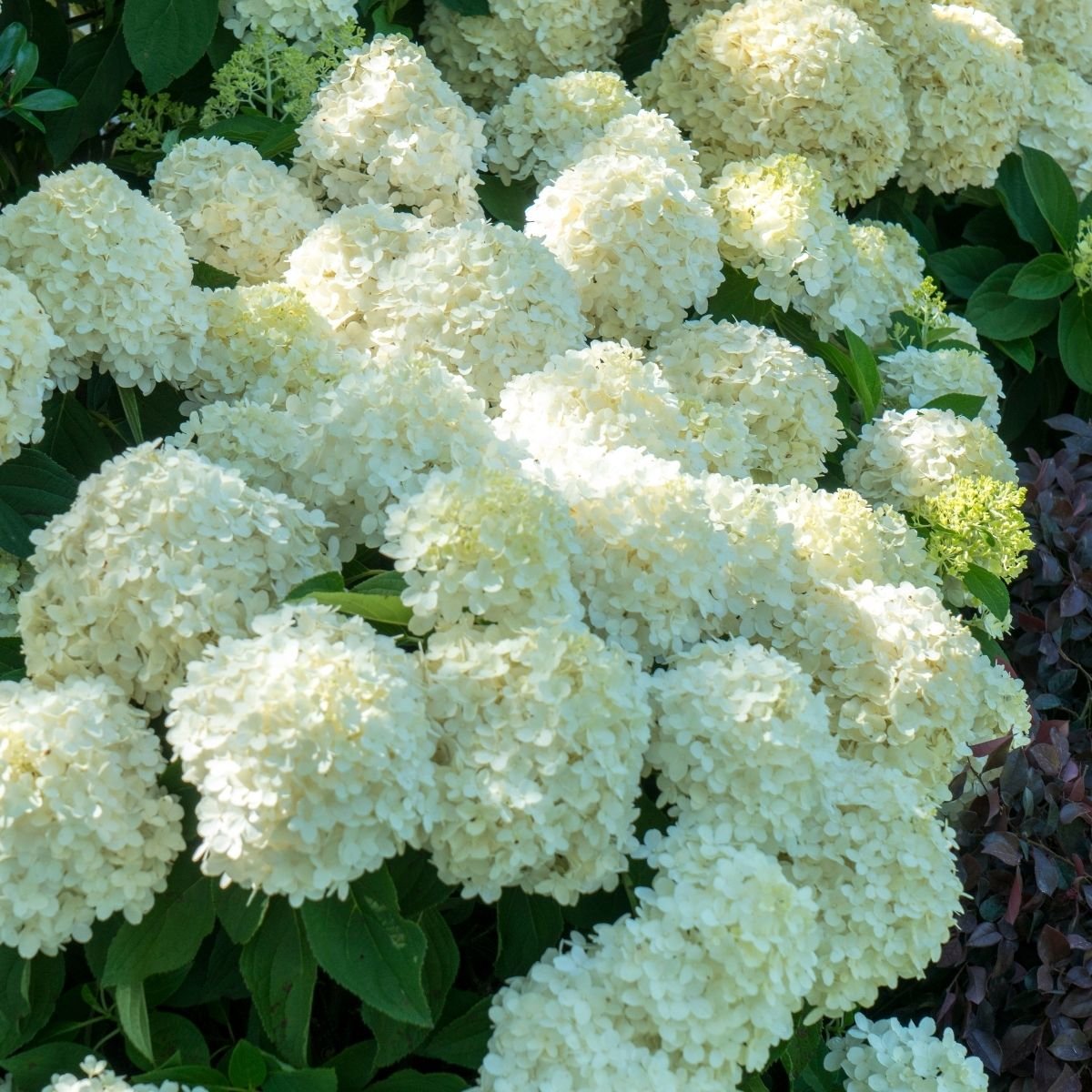 Hydrangea Paniculata White Wedding Panicle Hydrangea | SiteOne
