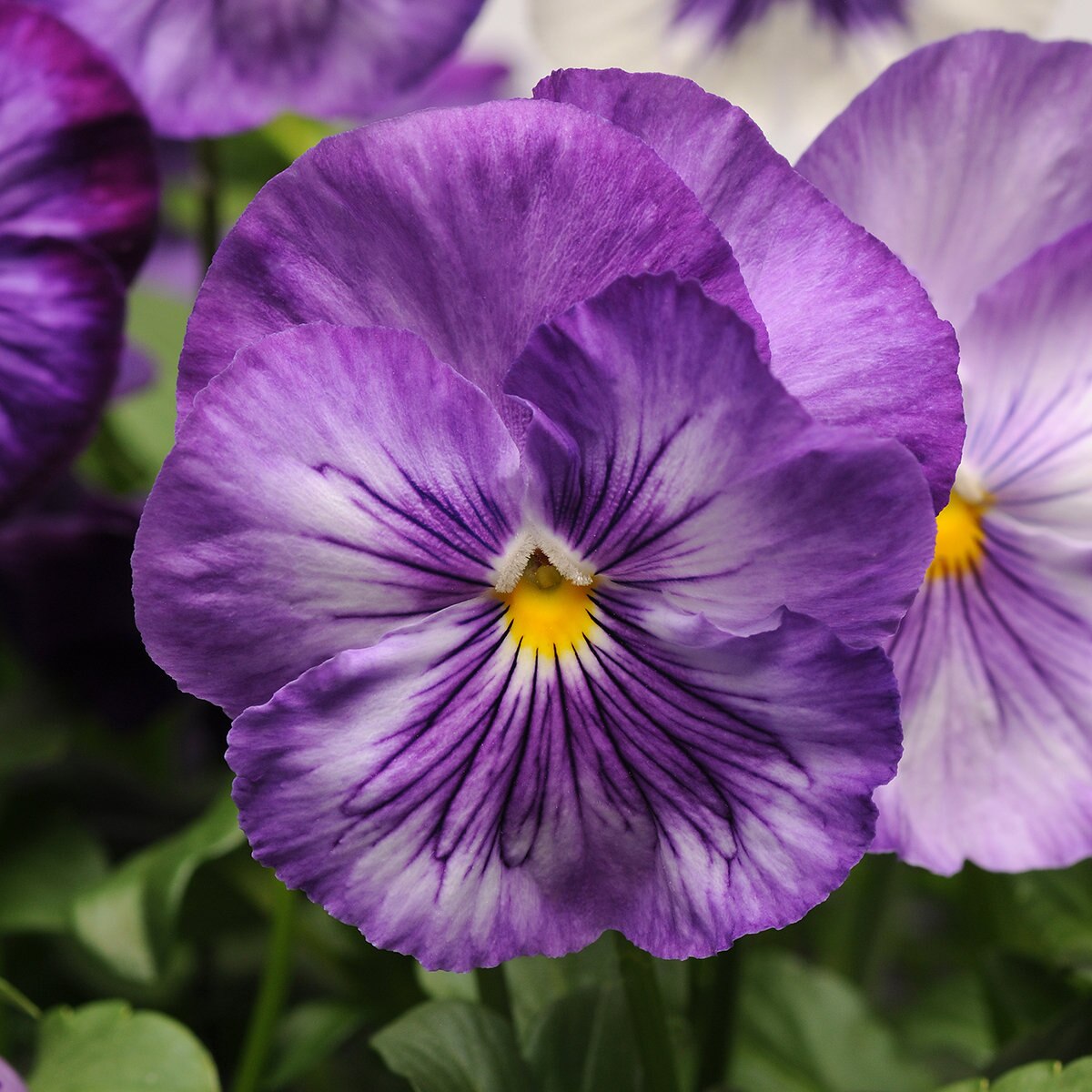 Viola X Wittrockiana Matrix Lavender Shades Pansy | SiteOne