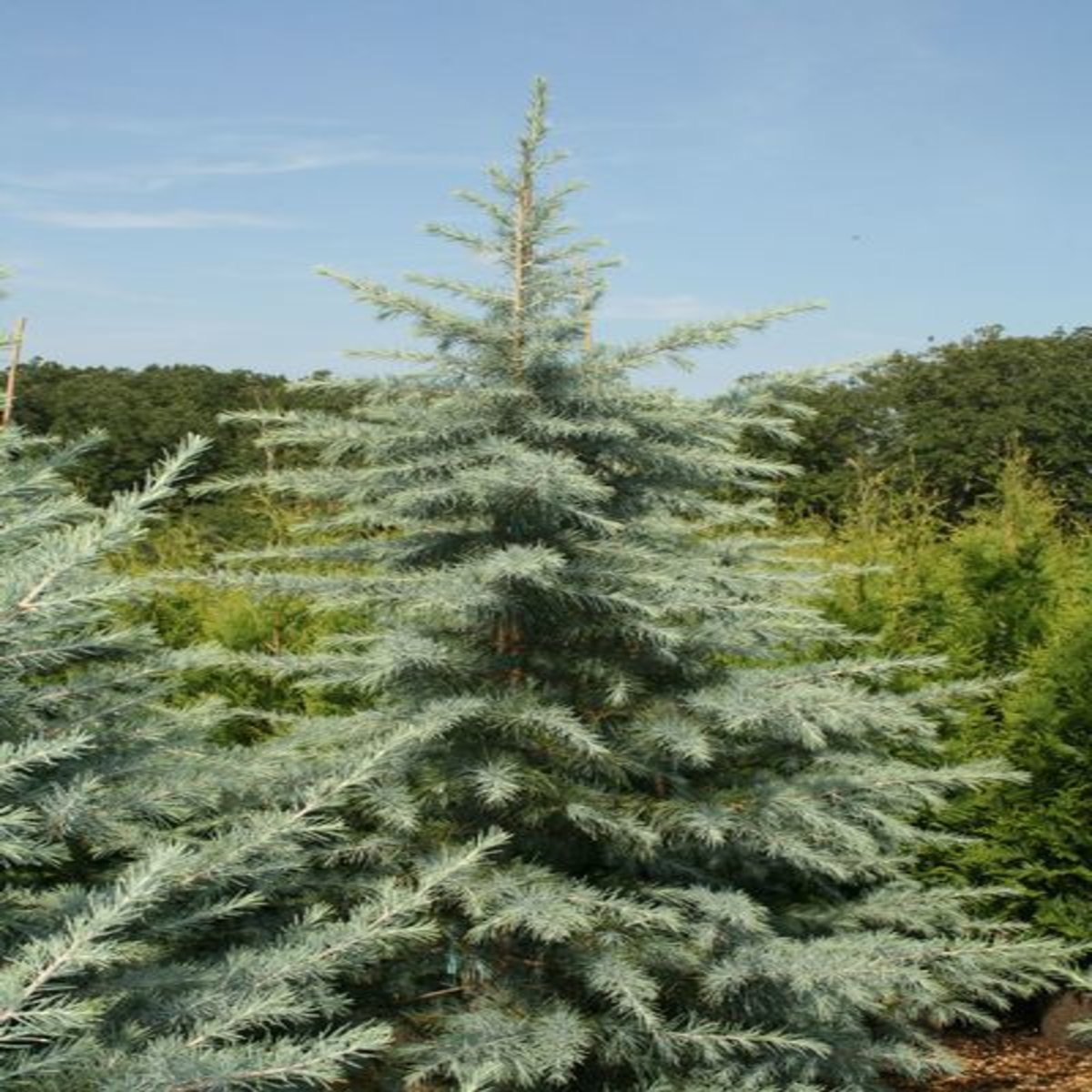 Cedrus Deodara Blue Ice Deodar Cedar | SiteOne