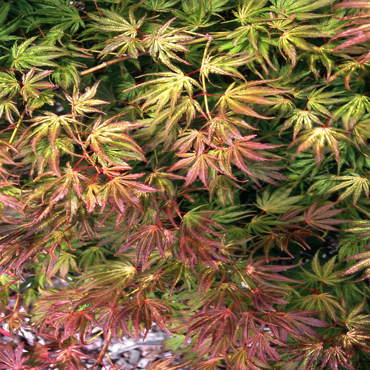 Acer Palmatum Tiger Rose Japanese Maple | SiteOne