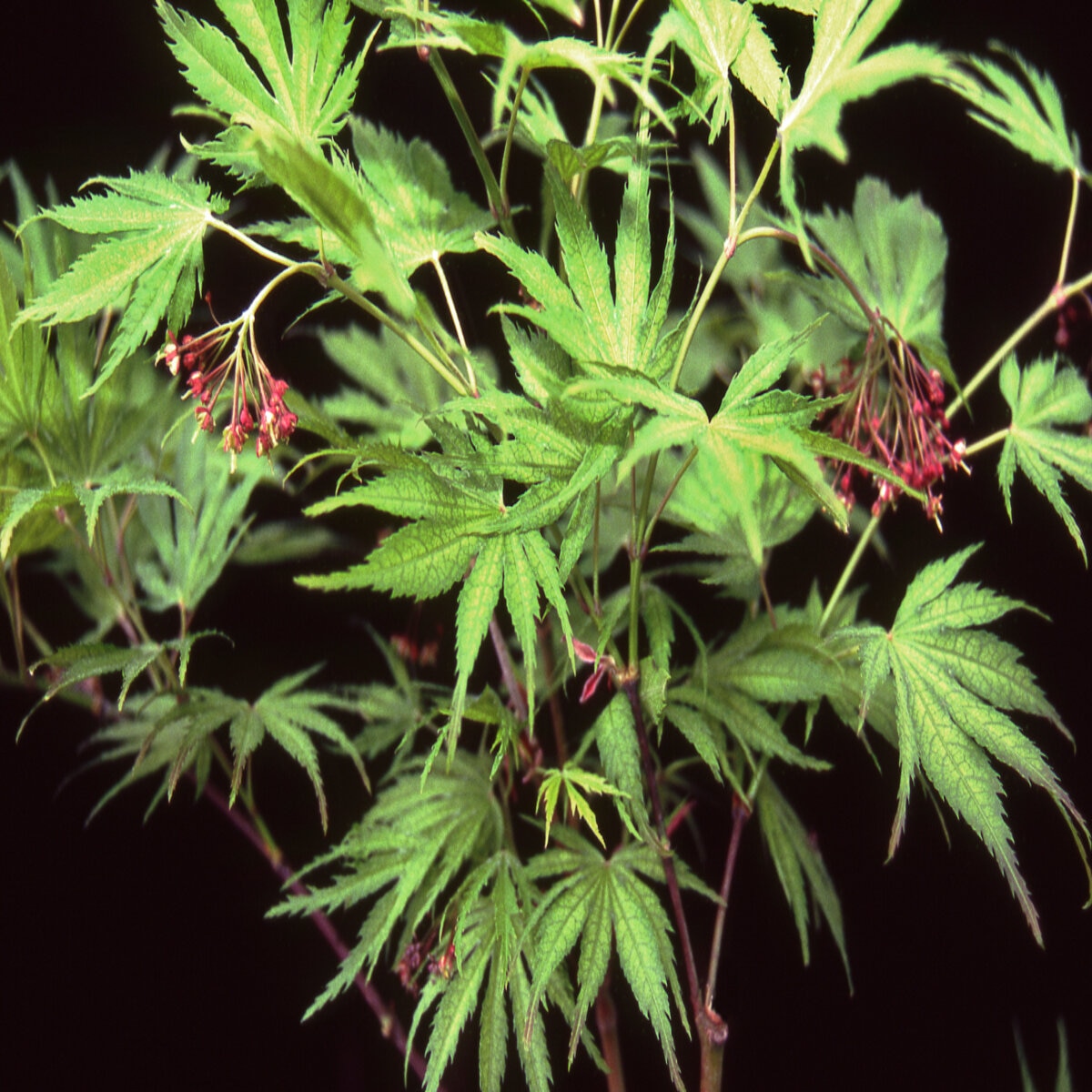 Acer Palmatum Tiger Rose Japanese Maple | SiteOne