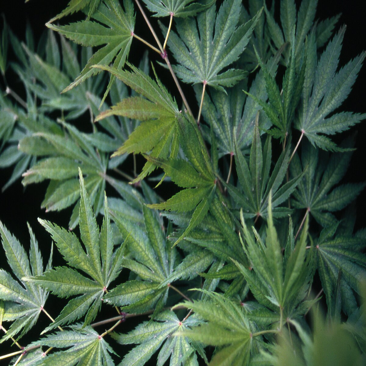 Acer Palmatum Tiger Rose Japanese Maple | SiteOne