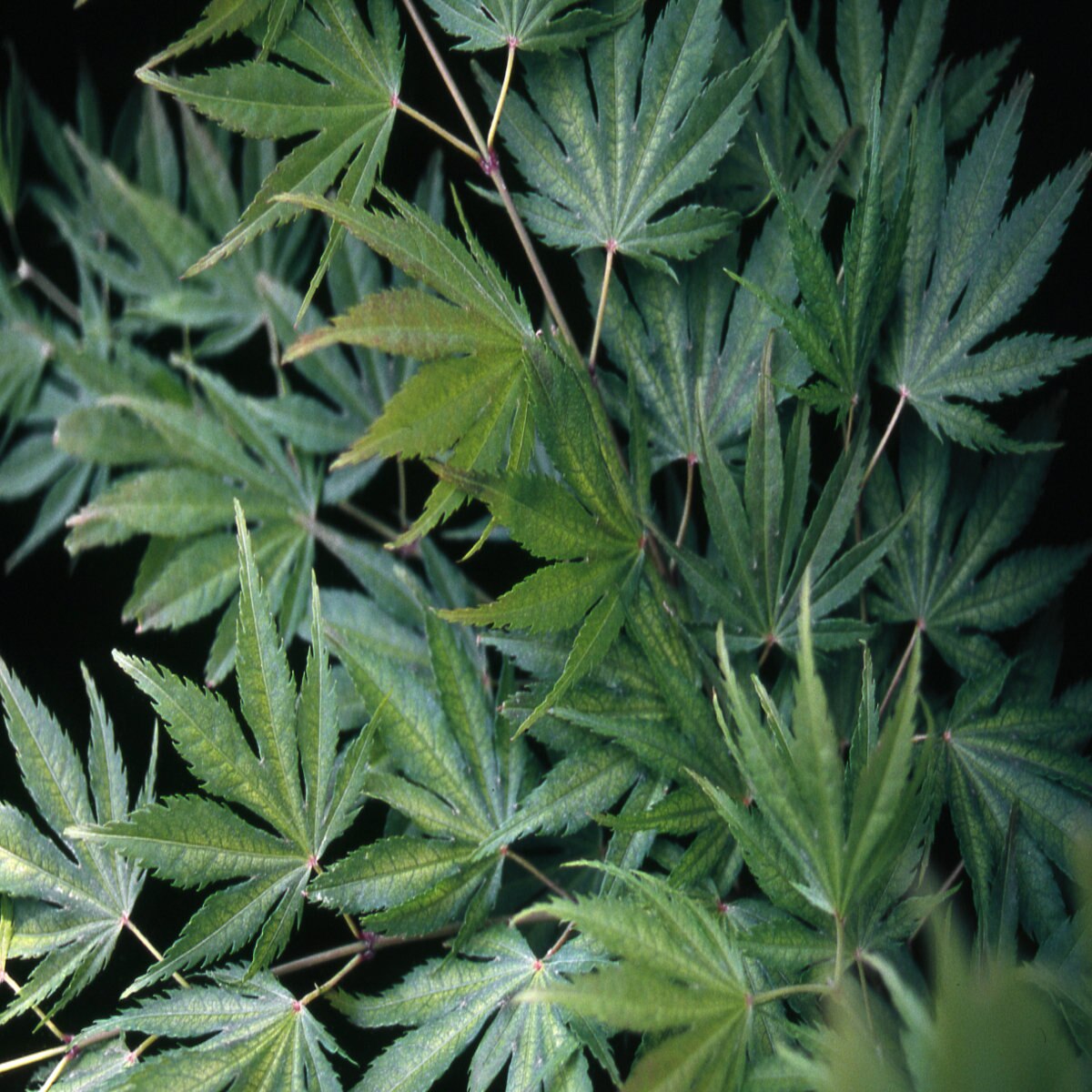 Acer Palmatum Tiger Rose Japanese Maple | SiteOne