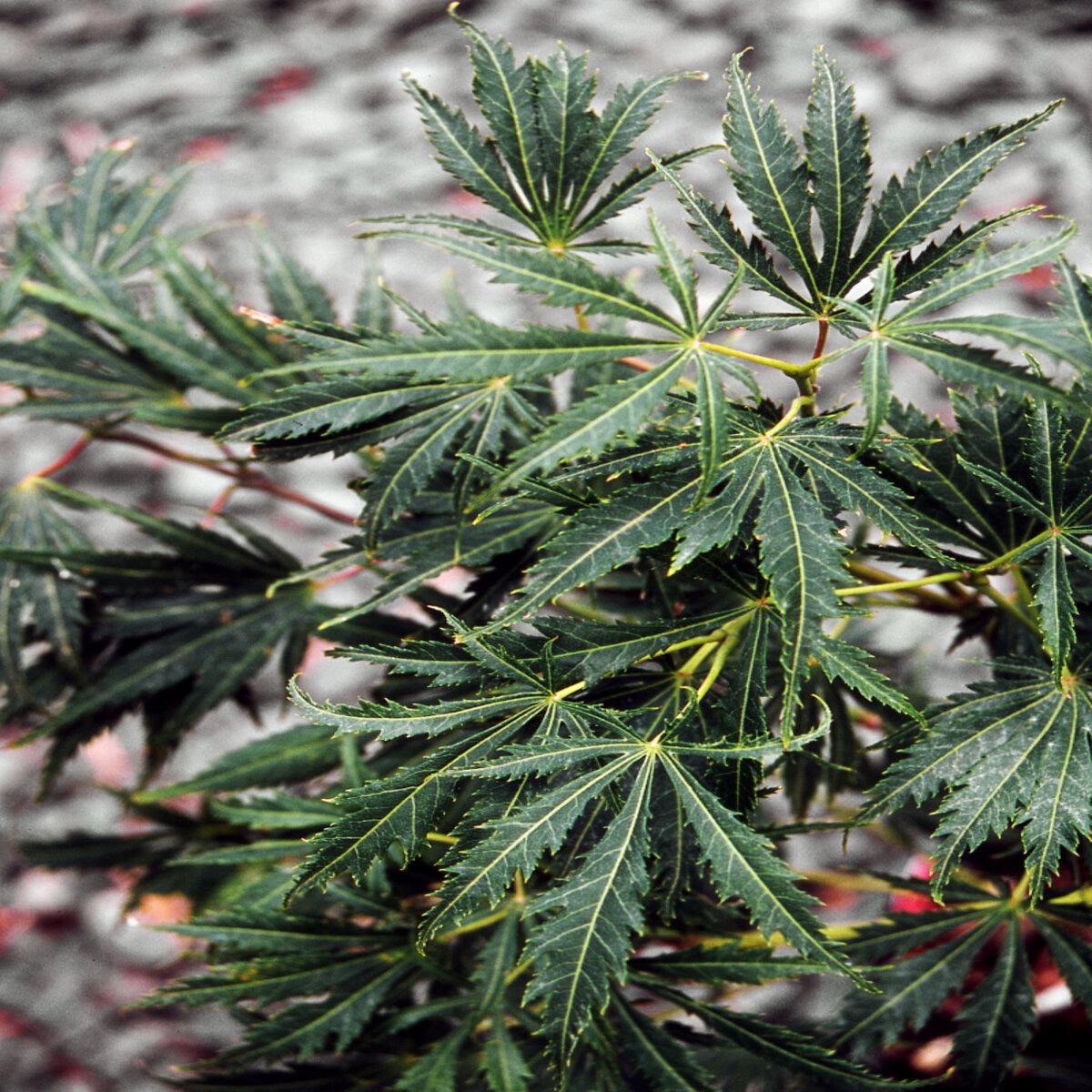 Acer Palmatum Tiger Rose Japanese Maple | SiteOne