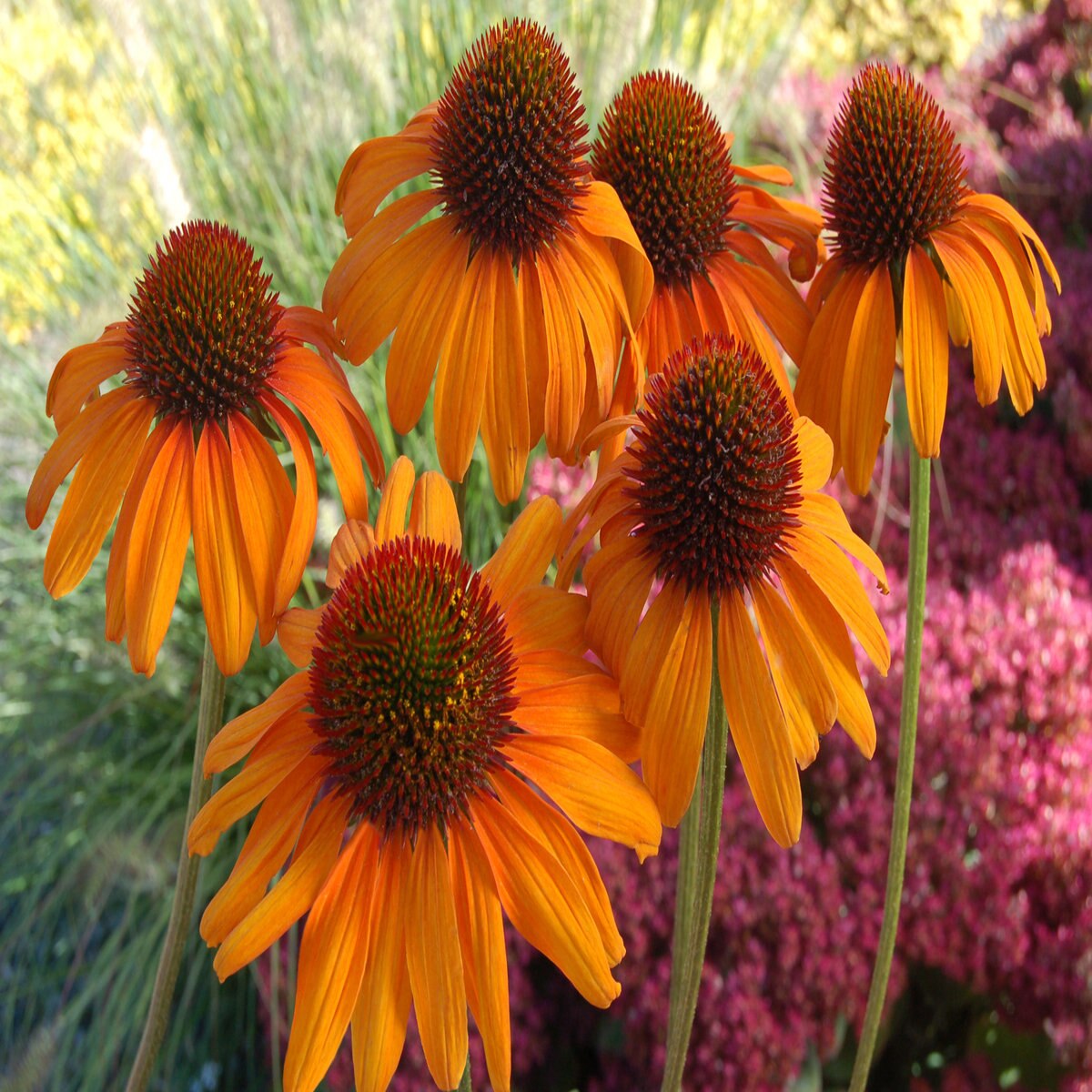 Echinacea X Prairie Pillars Tiki Torch Coneflower | SiteOne