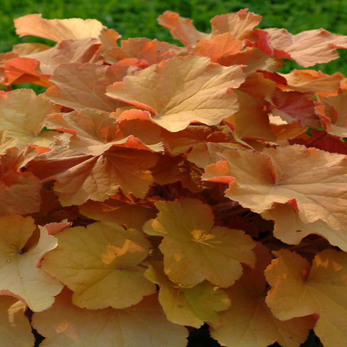 Heuchera X Caramel Coral Bells | SiteOne