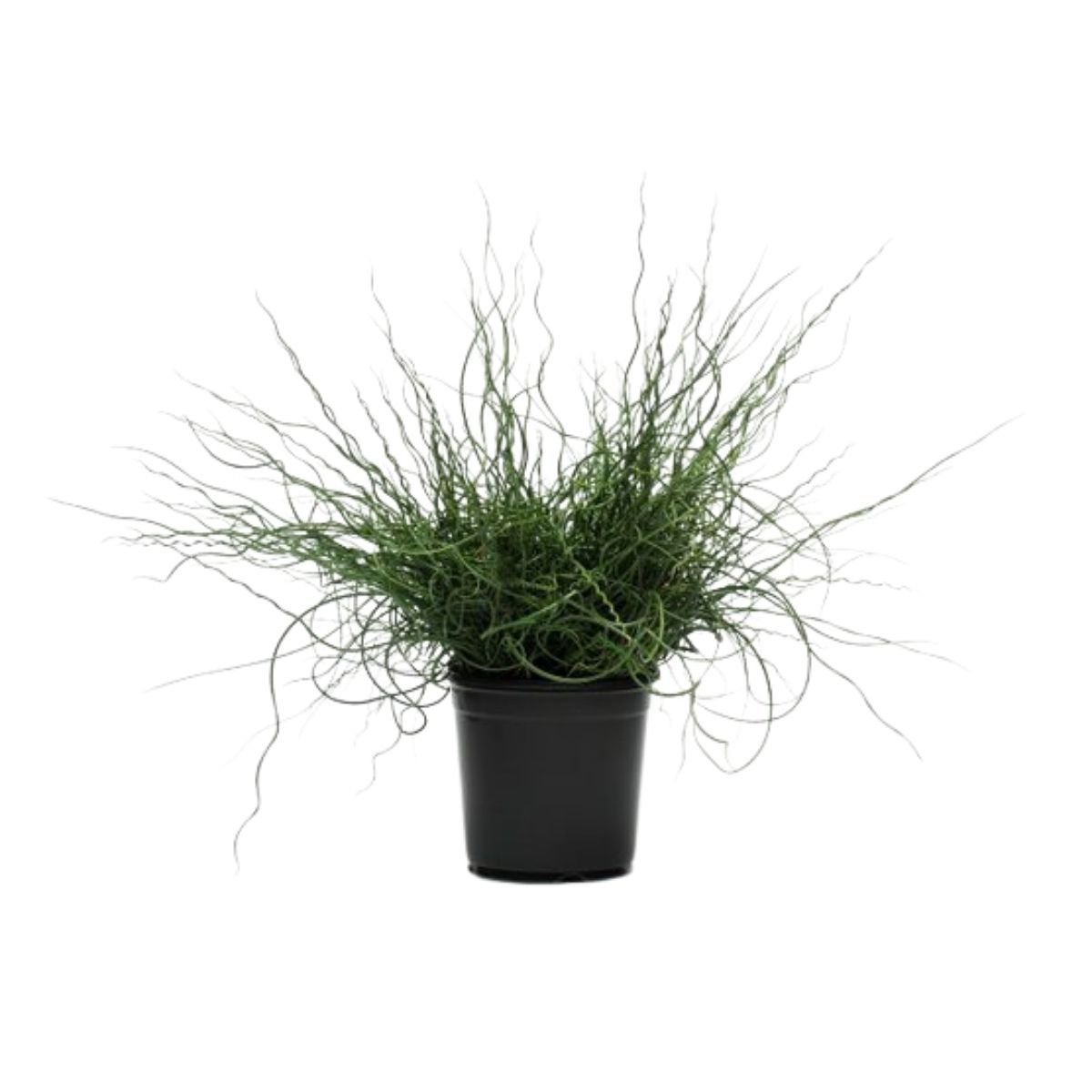 Juncus Effusus Big Twister Corkscrew Rush | SiteOne