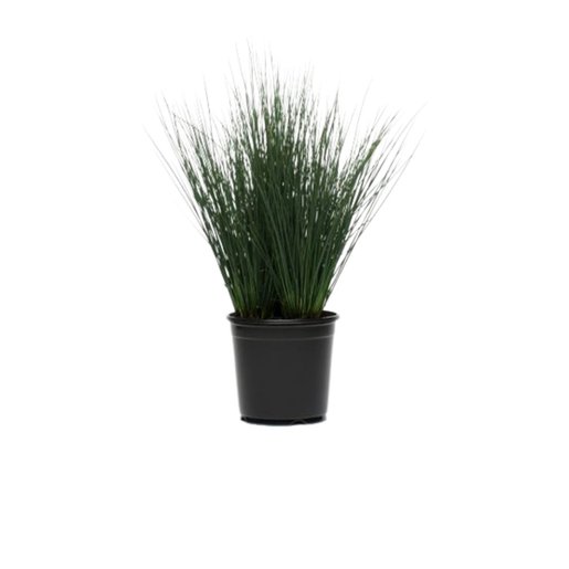Juncus Inflexus ColorGrass Blue Dart Rush | SiteOne
