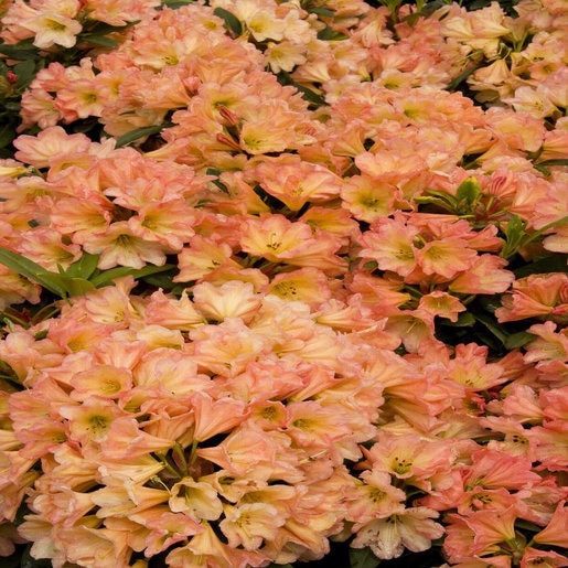 Rhododendron X September Song Rhododendron | SiteOne