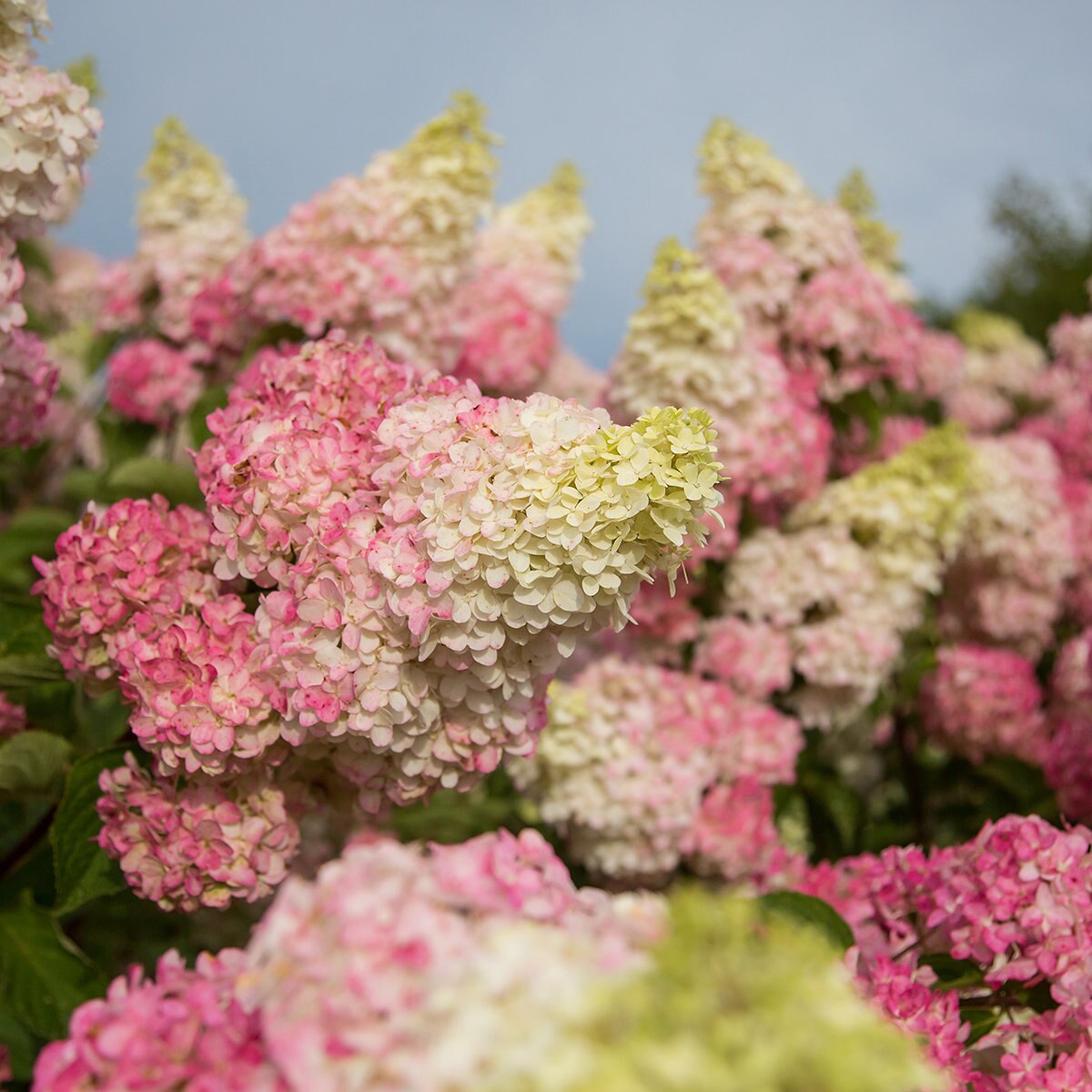 Hydrangea Paniculata Berry White Panicle Hydrangea | SiteOne