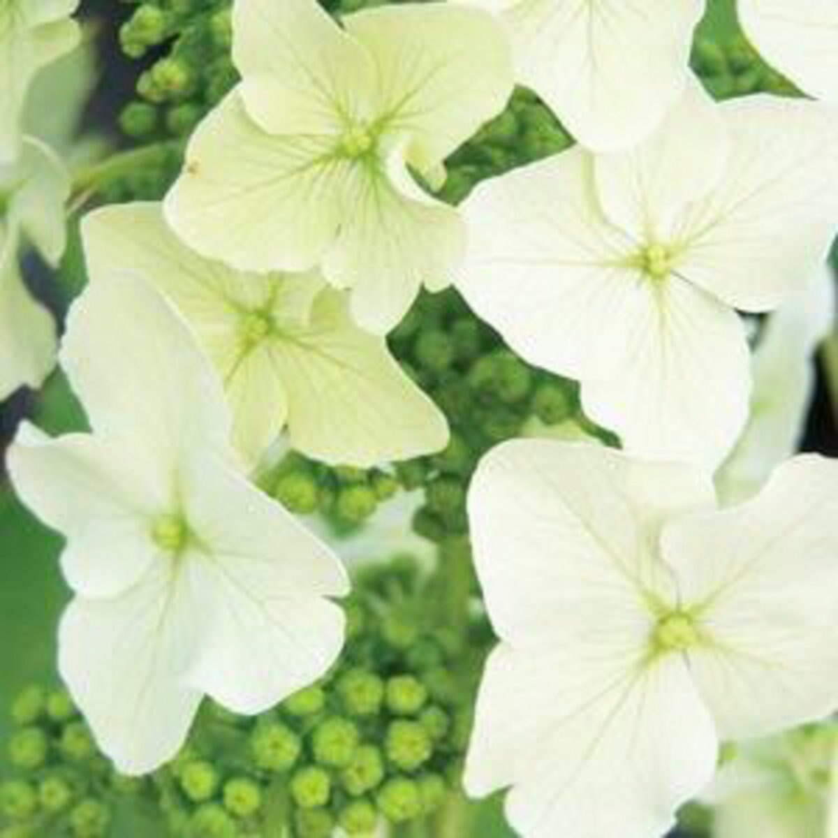 Hydrangea Quercifolia Ice Crystal Oakleaf Hydrangea | SiteOne