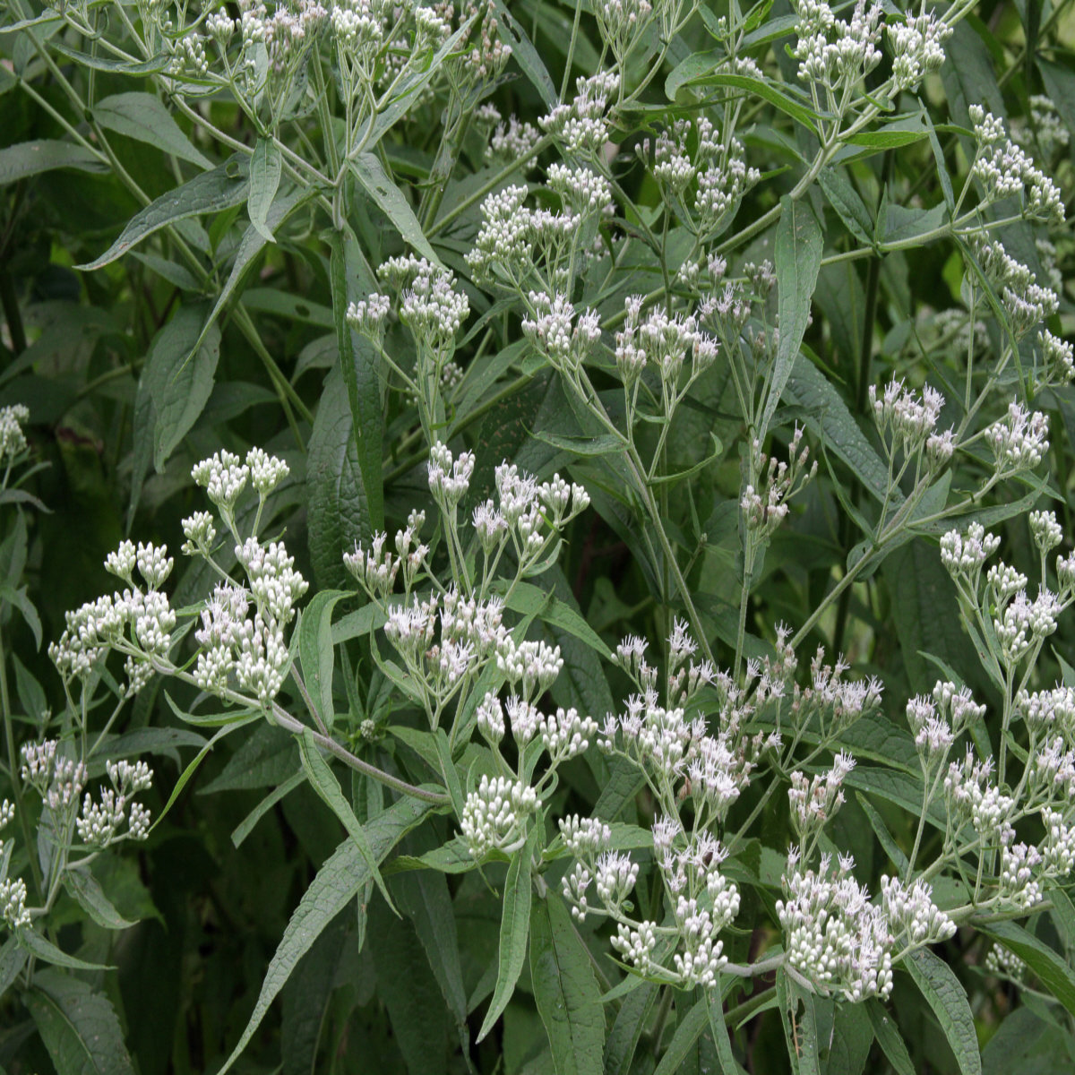 Eupatorium Perfoliatum Boneset | SiteOne