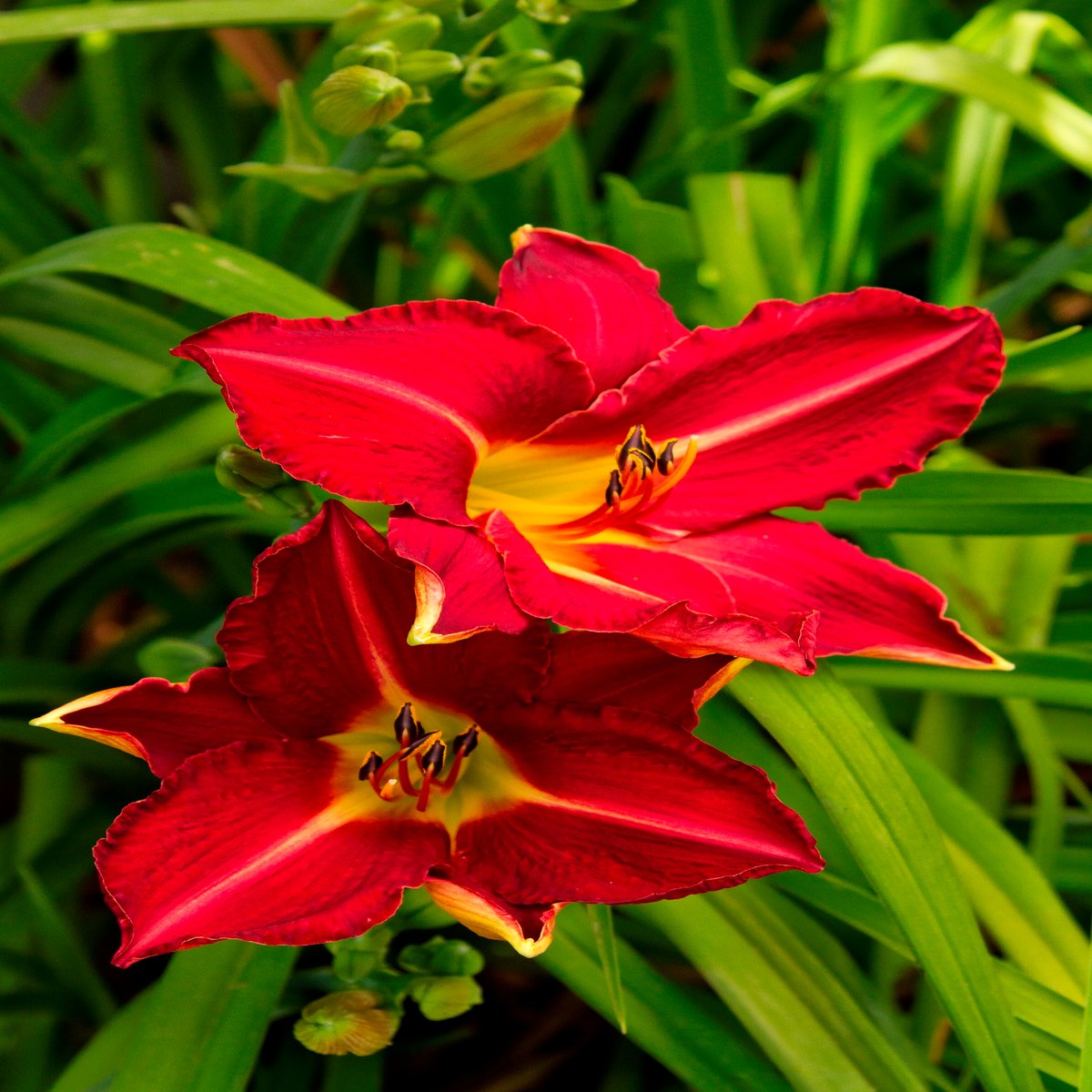 Hemerocallis X Red Razzmatazz Daylily | SiteOne