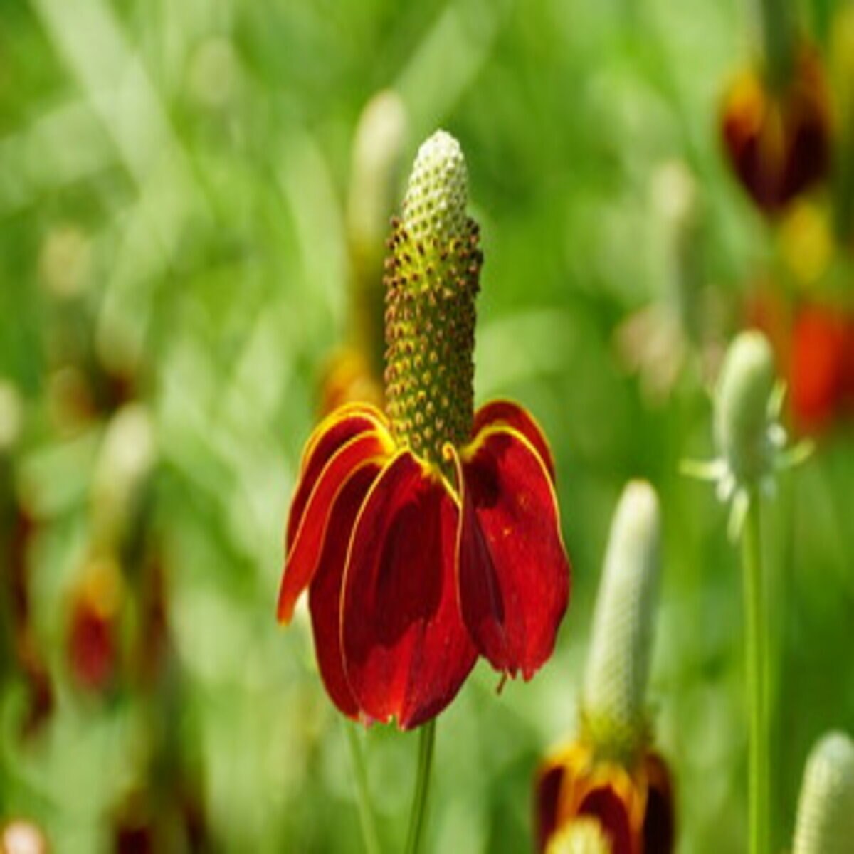 Ratibida Columnifera Red Midget' Mexican Hat | SiteOne
