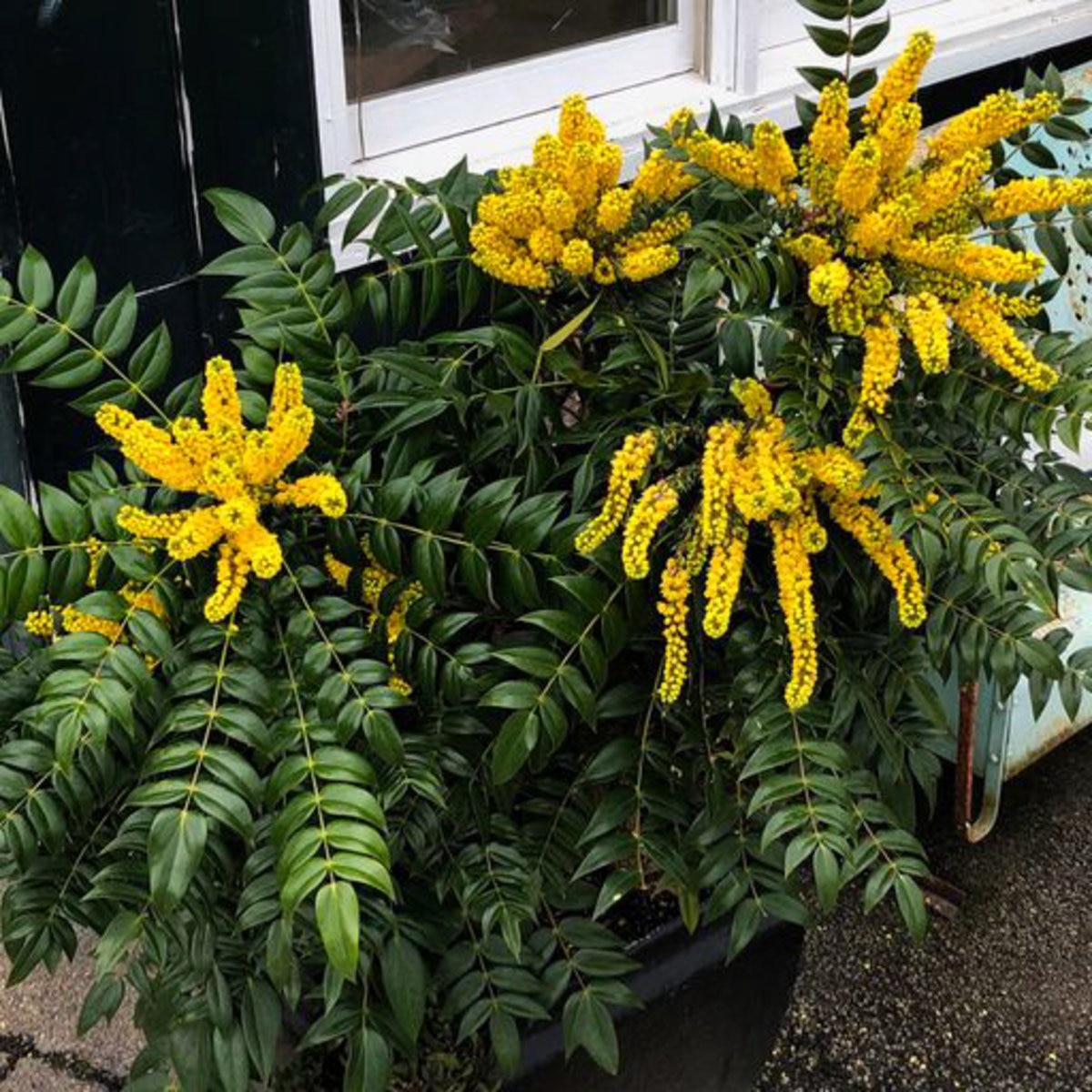 Mahonia X Media Marvel Mahonia | SiteOne