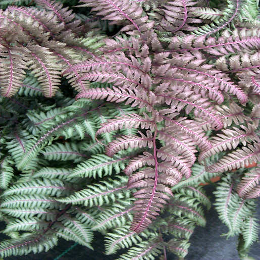 Athyrium Niponicum var. Pictum Burgundy Lace Painted Fe | SiteOne