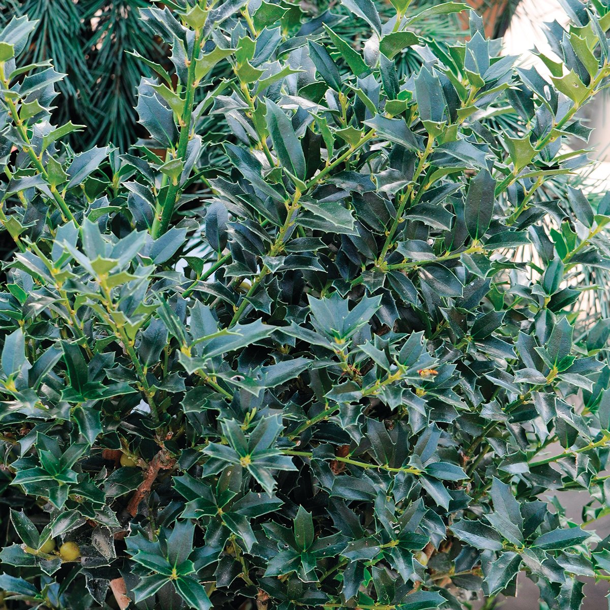 Ilex X Christmas Jewel Portfolio Holly | SiteOne