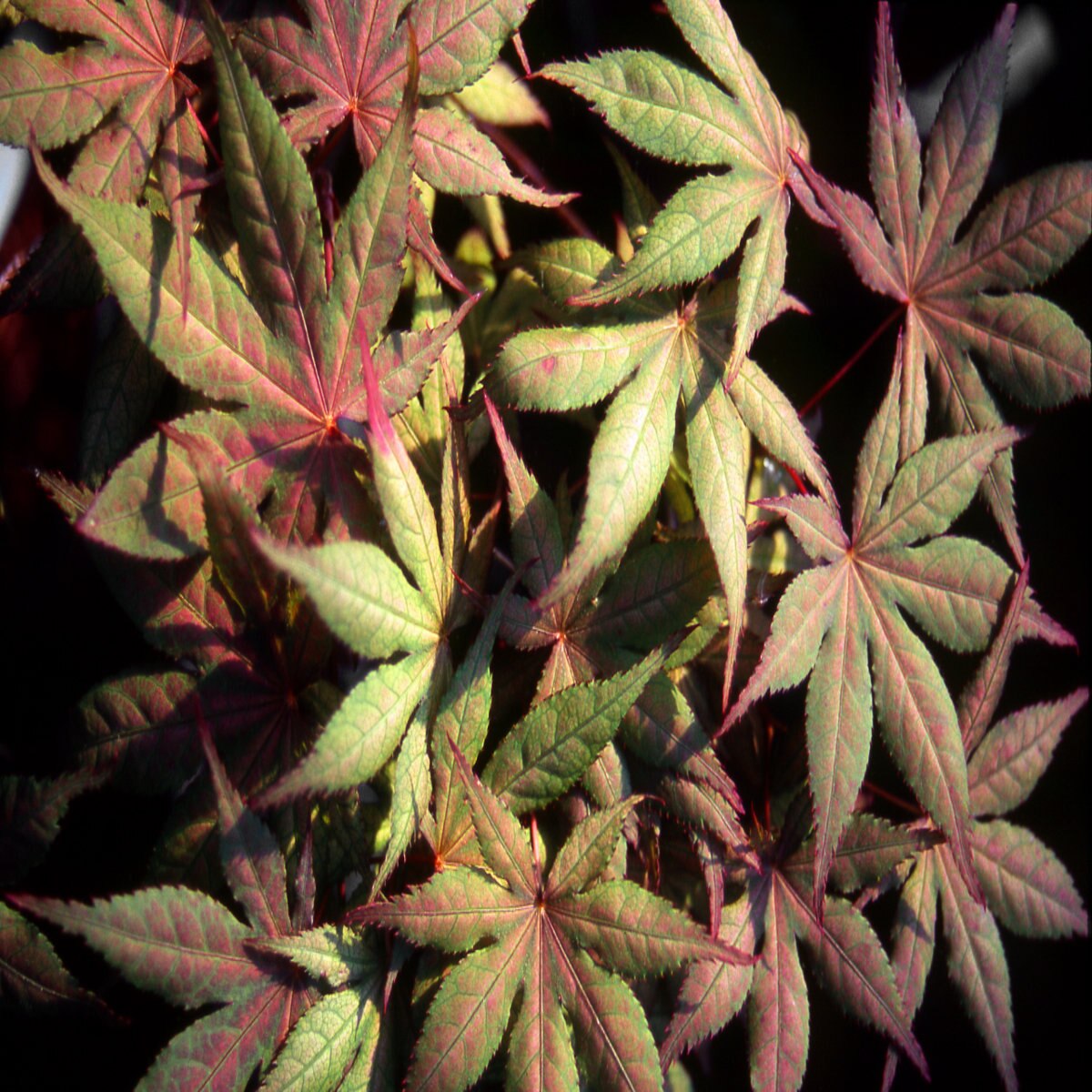 Acer Palmatum Aka Shigitatsu Sawa Japanese Maple | SiteOne