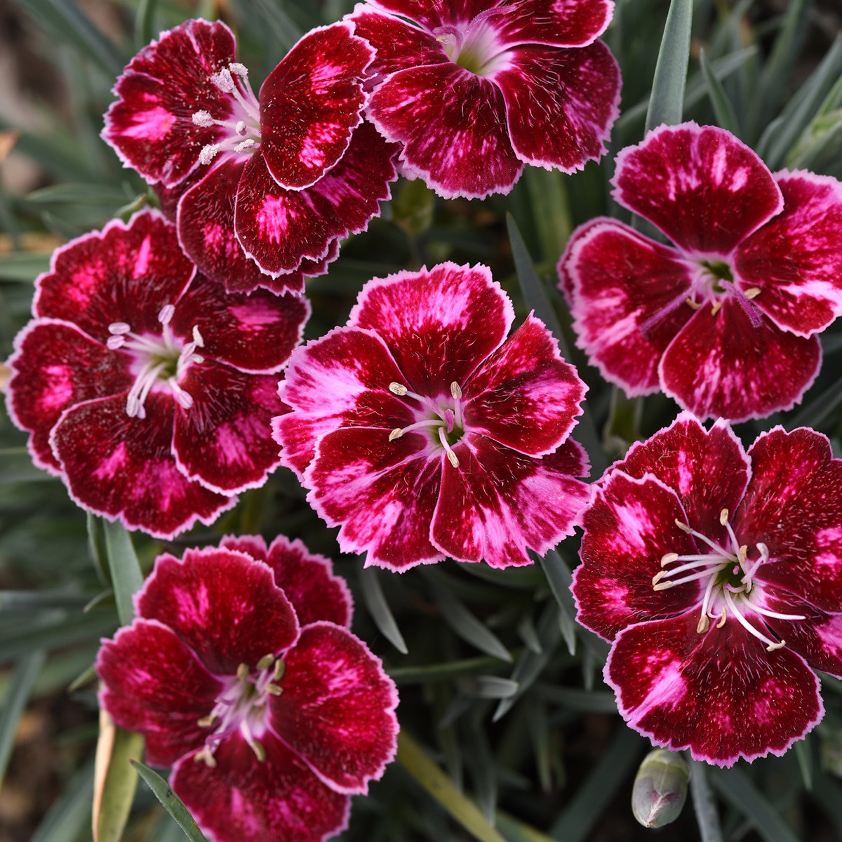 Dianthus X Mountain Frost Ruby Glitter Portfolio Pinks | SiteOne