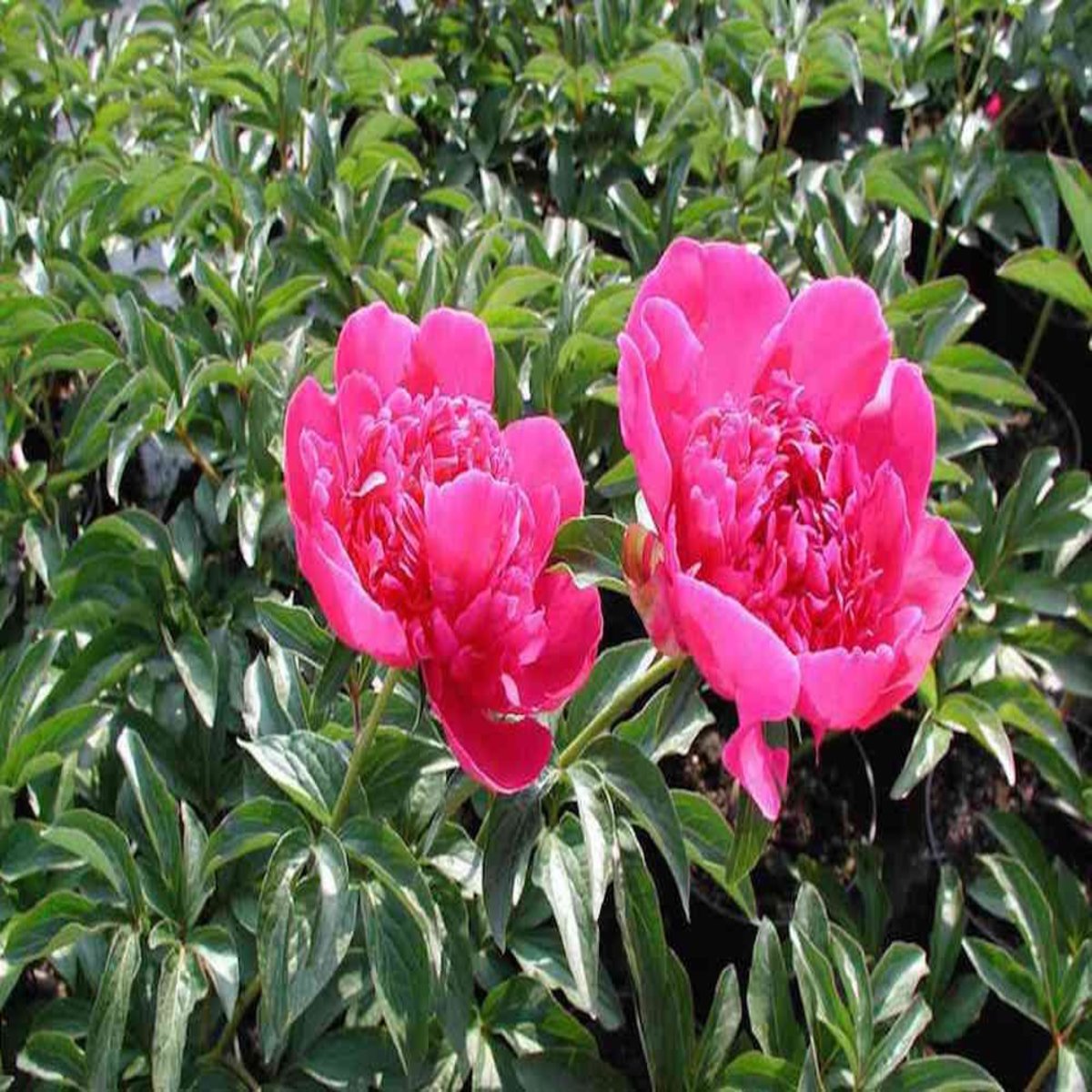 Paeonia Lactiflora Felix Crousse Peony | SiteOne