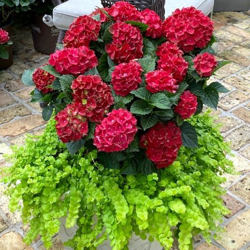 Hydrangea Macrophylla Heart Throb Big Leaf Hydrangea | SiteOne