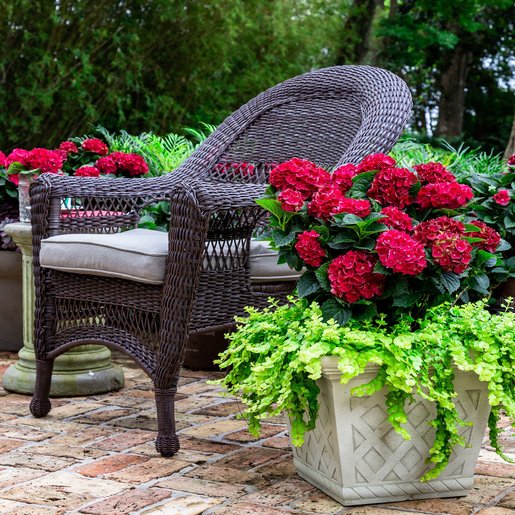 Hydrangea Macrophylla Heart Throb Big Leaf Hydrangea | SiteOne