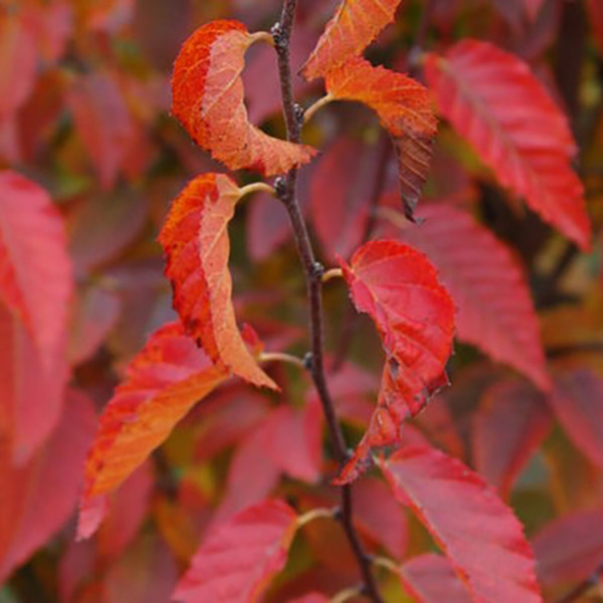 Carpinus Caroliniana J.N. Upright Firespire American Ho | SiteOne