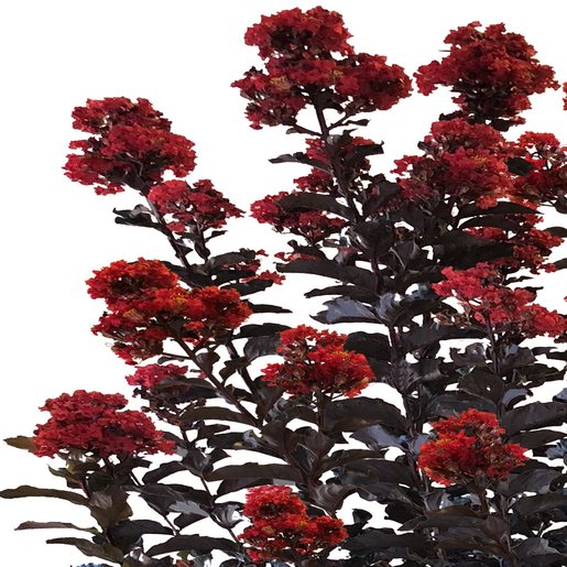 Lagerstroemia X Thunderstruck Ruby Crape Myrtle | SiteOne