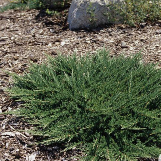 Juniperus Sabina Mini Arcadia Savin Juniper | SiteOne